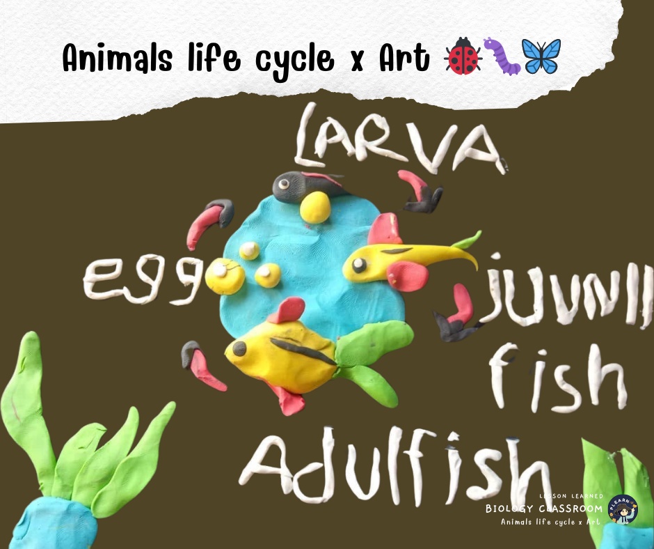 Inskru | Animals life cycle x Art 🐞🐛🦋