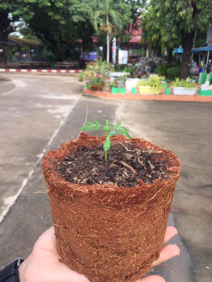 Inskru | "เพาะ......กล้าดี D.I.Y."