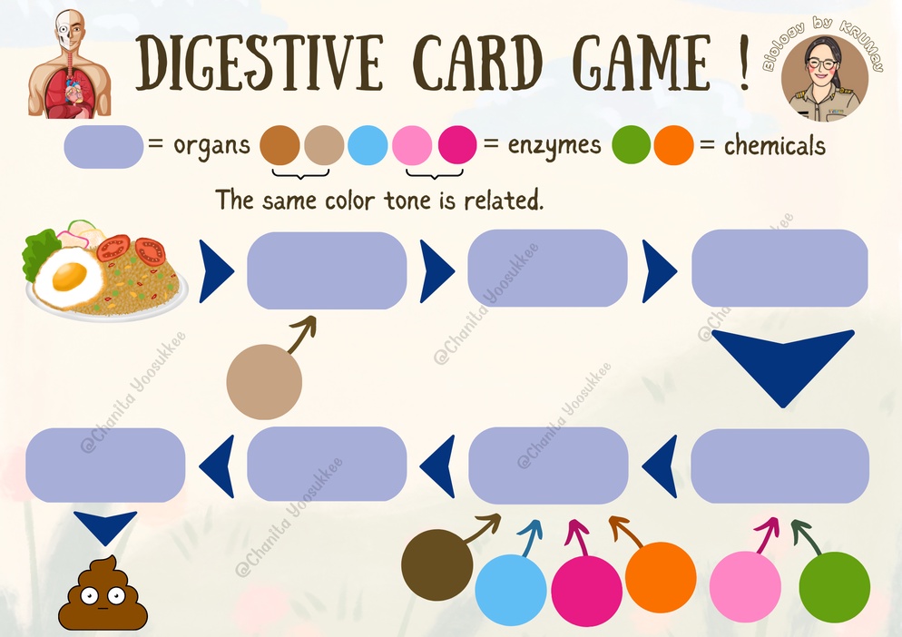 Inskru | Digestive Card Game